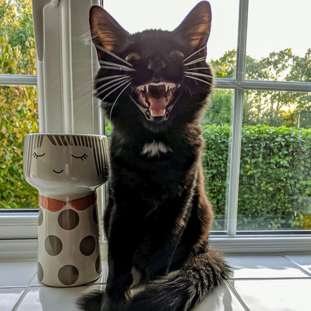 15 times cat owners shared adorably hilarious photos of 'Teefies'