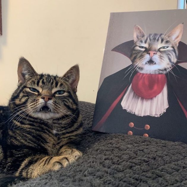 15 times cat owners shared adorably hilarious photos of 'Teefies'