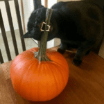 15 times cat owners shared adorably hilarious photos of 'Teefies'