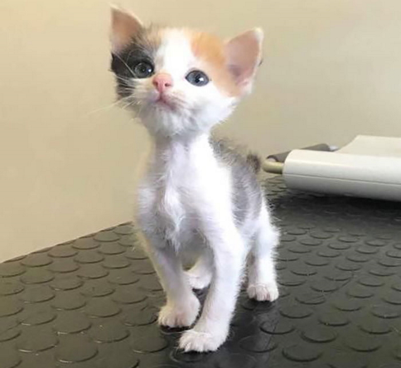 Cat with frail, thin body looks completely different after being picked ...