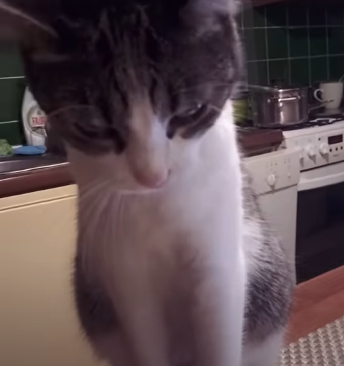 Cat refuses owner’s pets in the politest way
