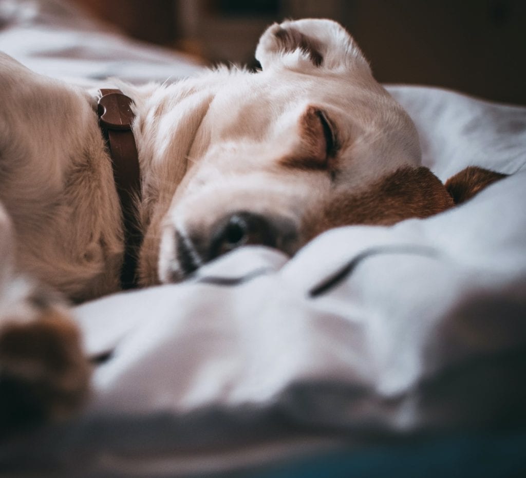 Loyal dog has a nightmare so owner steps in to help with cute results