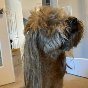 30 dogs with mullets we couldn’t make up if we tried