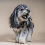 30 dogs with mullets we couldn’t make up if we tried