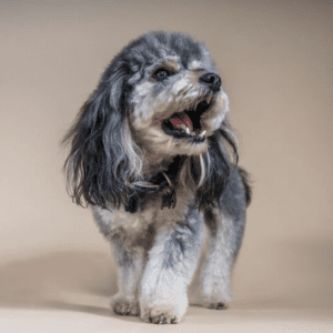 30 dogs with mullets we couldn’t make up if we tried