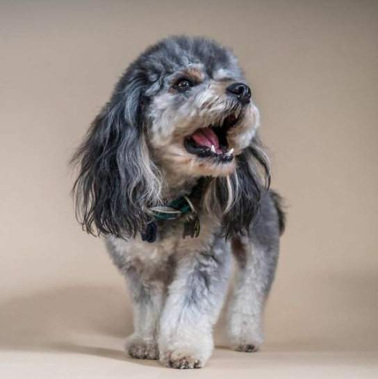 30 dogs with mullets we couldn’t make up if we tried