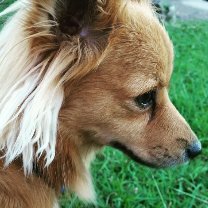 30 dogs with mullets we couldn’t make up if we tried