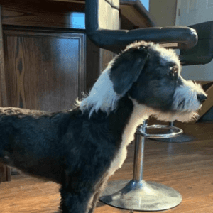 30 dogs with mullets we couldn’t make up if we tried