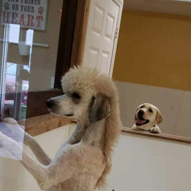 30 dogs with mullets we couldn’t make up if we tried