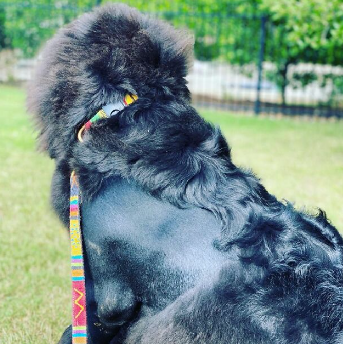 30 dogs with mullets we couldn’t make up if we tried