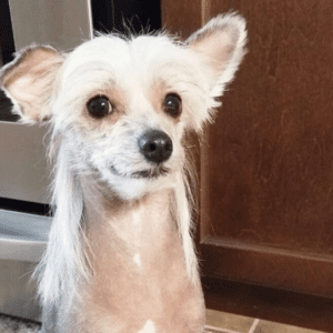 30 dogs with mullets we couldn’t make up if we tried