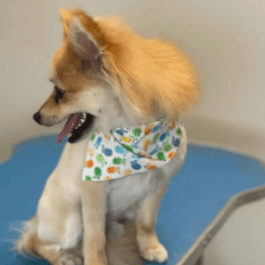 30 dogs with mullets we couldn’t make up if we tried