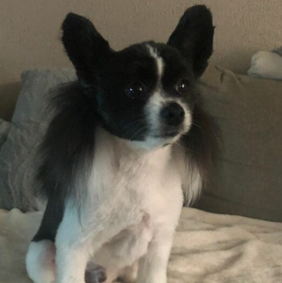 30 dogs with mullets we couldn’t make up if we tried