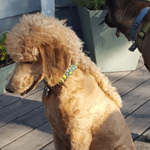30 dogs with mullets we couldn’t make up if we tried