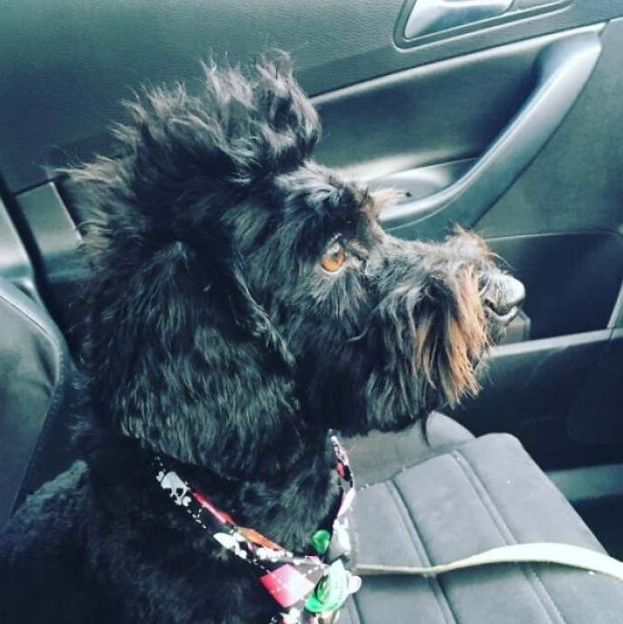 30 dogs with mullets we couldn’t make up if we tried