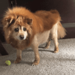 30 dogs with mullets we couldn’t make up if we tried