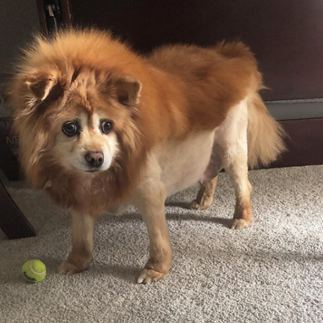 30 dogs with mullets we couldn’t make up if we tried