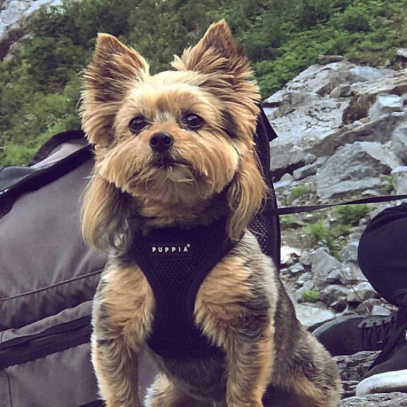 30 dogs with mullets we couldn’t make up if we tried
