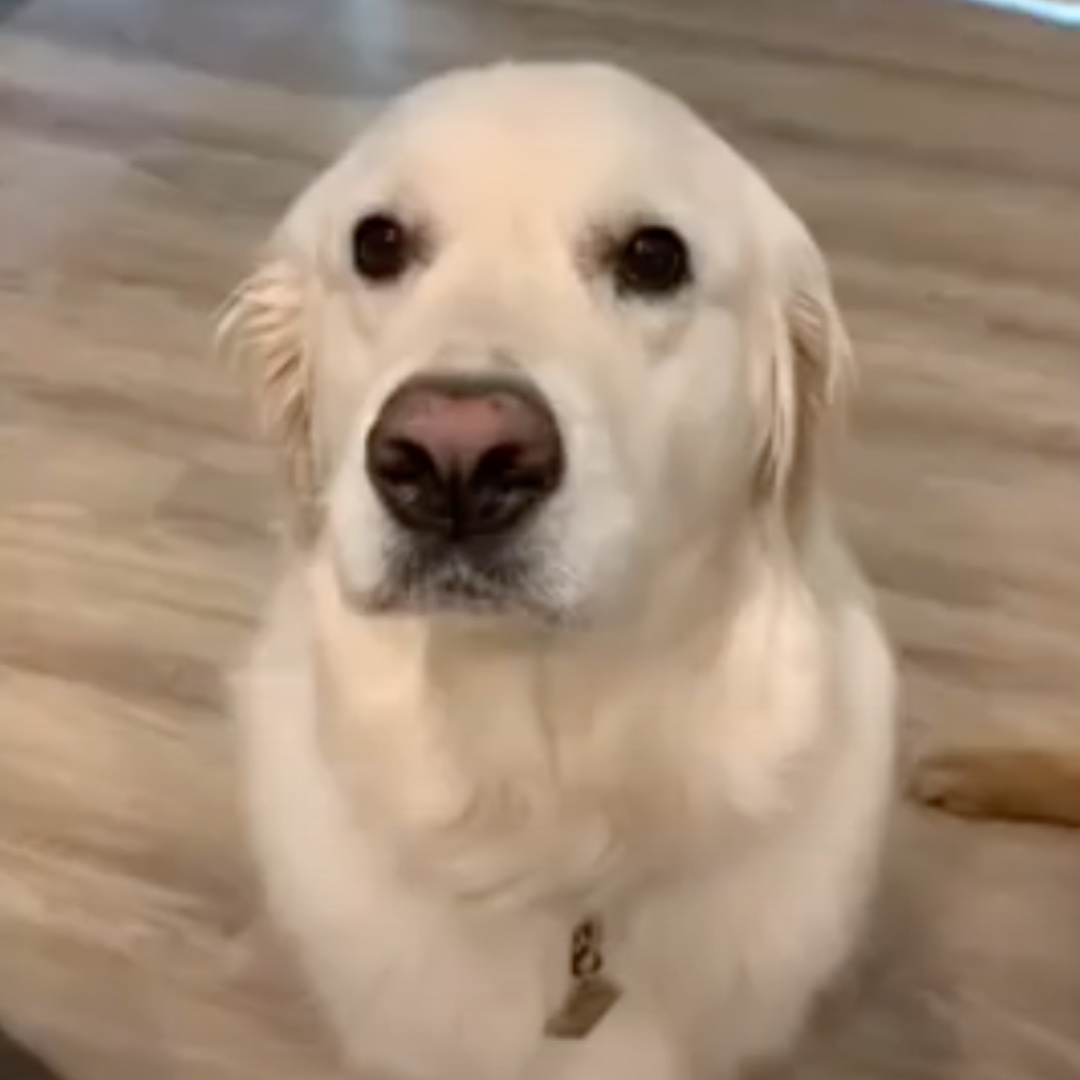 Owner asks dog who is a “good boy” in adorable video