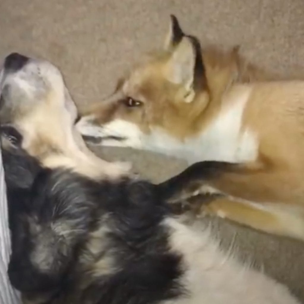 Video of “giggling” foxes gets more than 55m views on YouTube