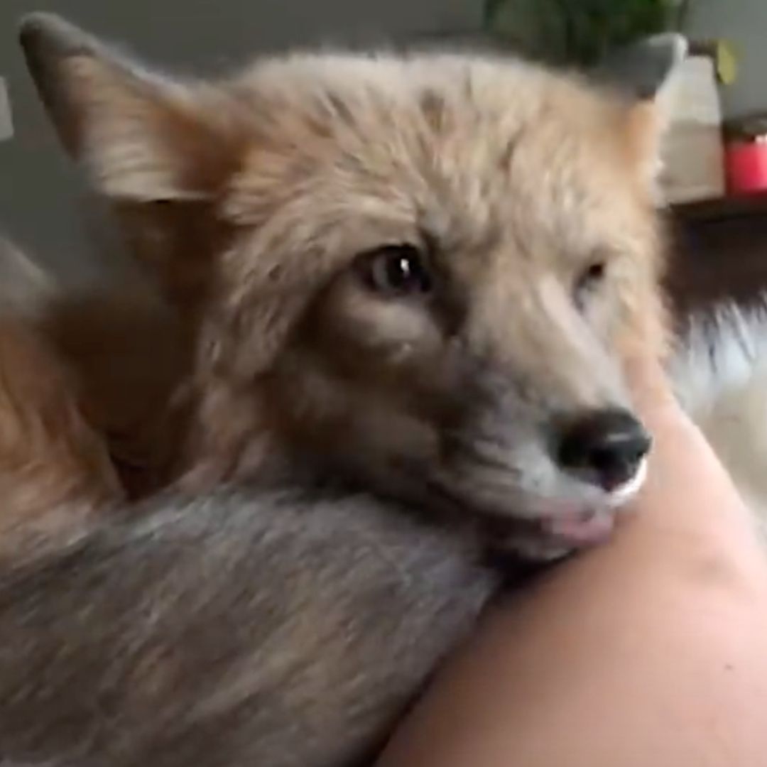 Video of “giggling” foxes gets more than 55m views on YouTube