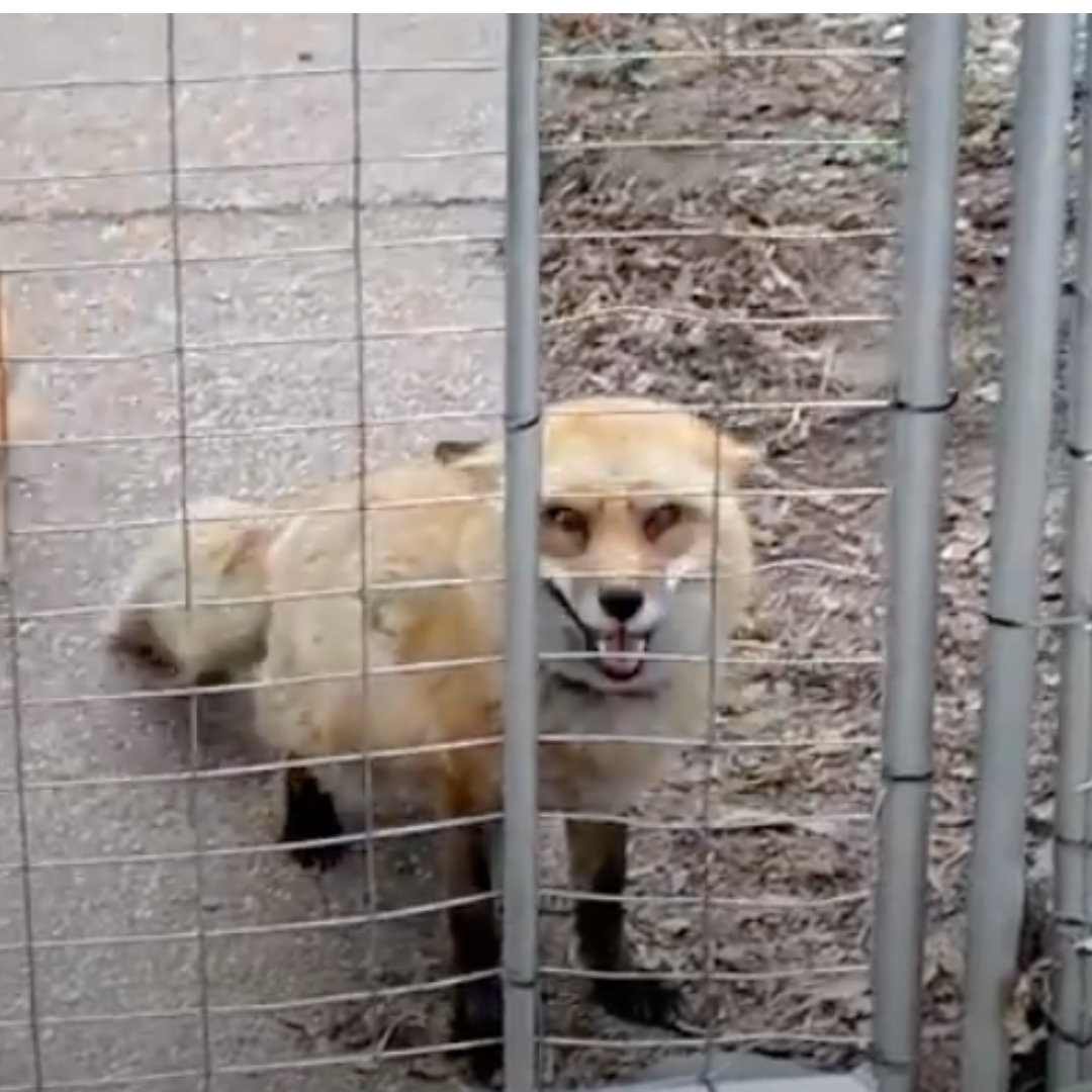 Video of “giggling” foxes gets more than 55m views on YouTube
