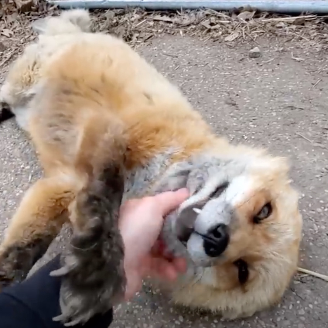 Video of “giggling” foxes gets more than 55m views on YouTube