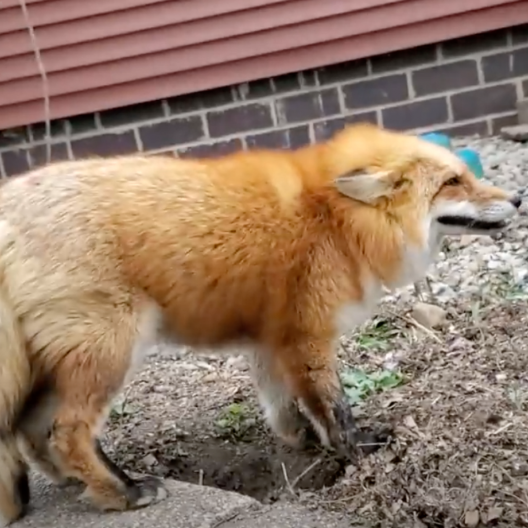 Video of “giggling” foxes gets more than 55m views on YouTube