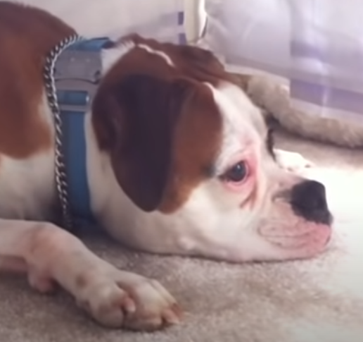 Boxer melts 11M hearts hearing newborn’s first cries