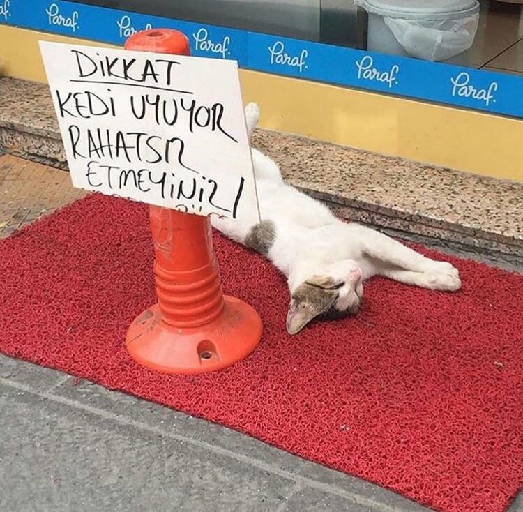 40 times cats misbehaved so much their owners had to put up a warning sign
