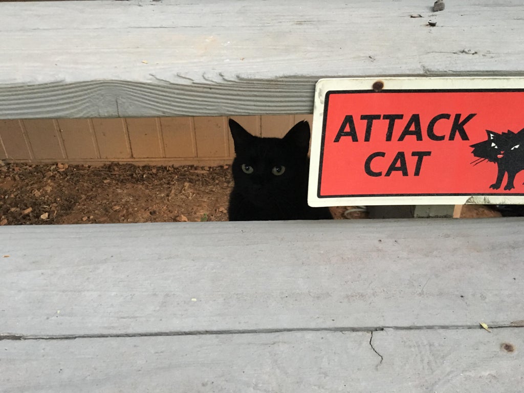 40 times cats misbehaved so much their owners had to put up a warning sign
