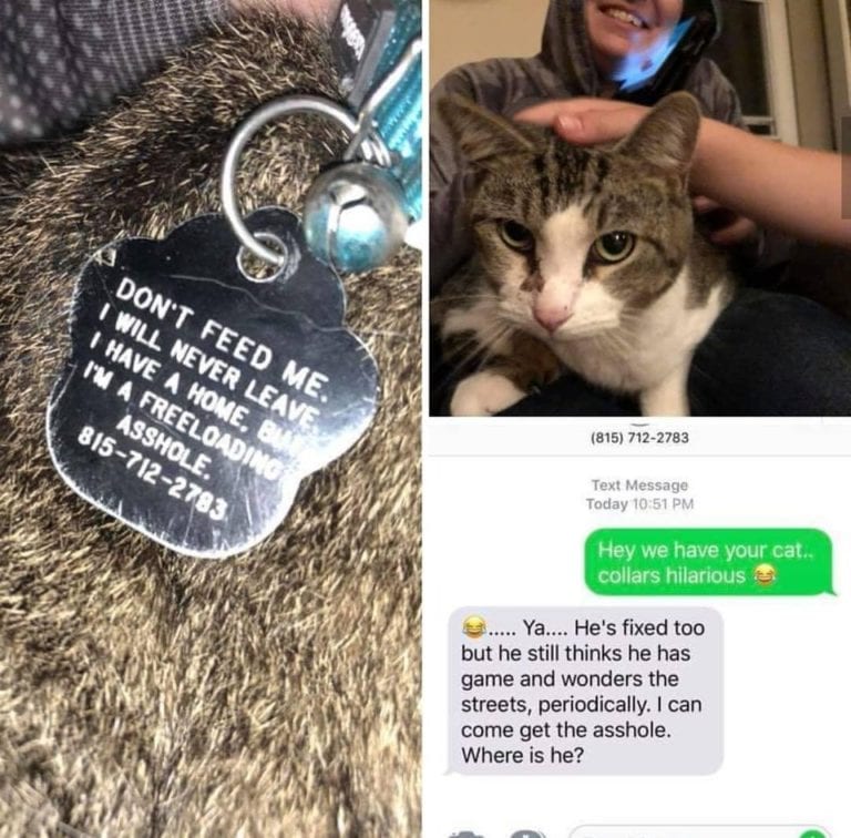 40 times cats misbehaved so much their owners had to put up a warning sign