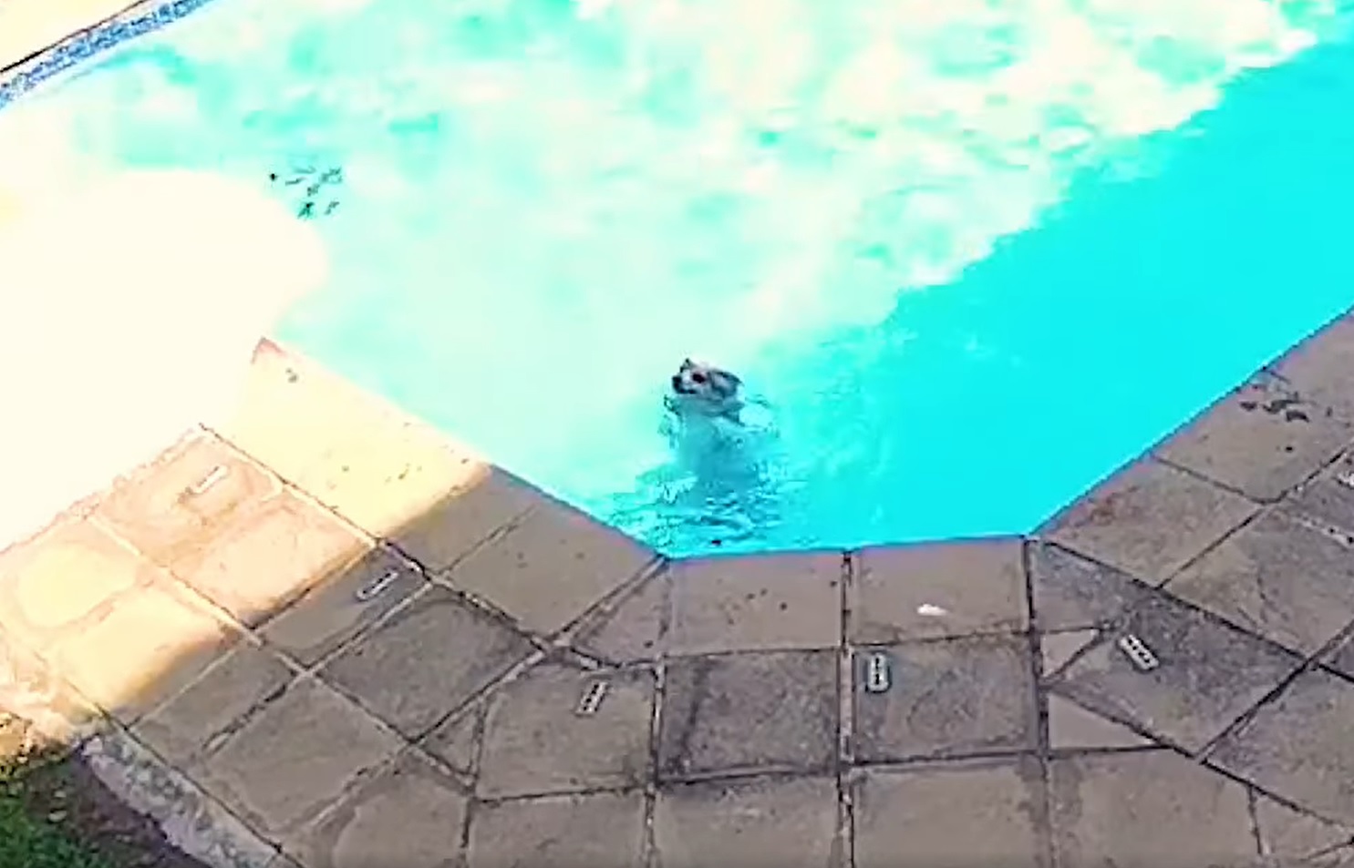 Dog rescues other dog in pool after treading water for 34 minutes