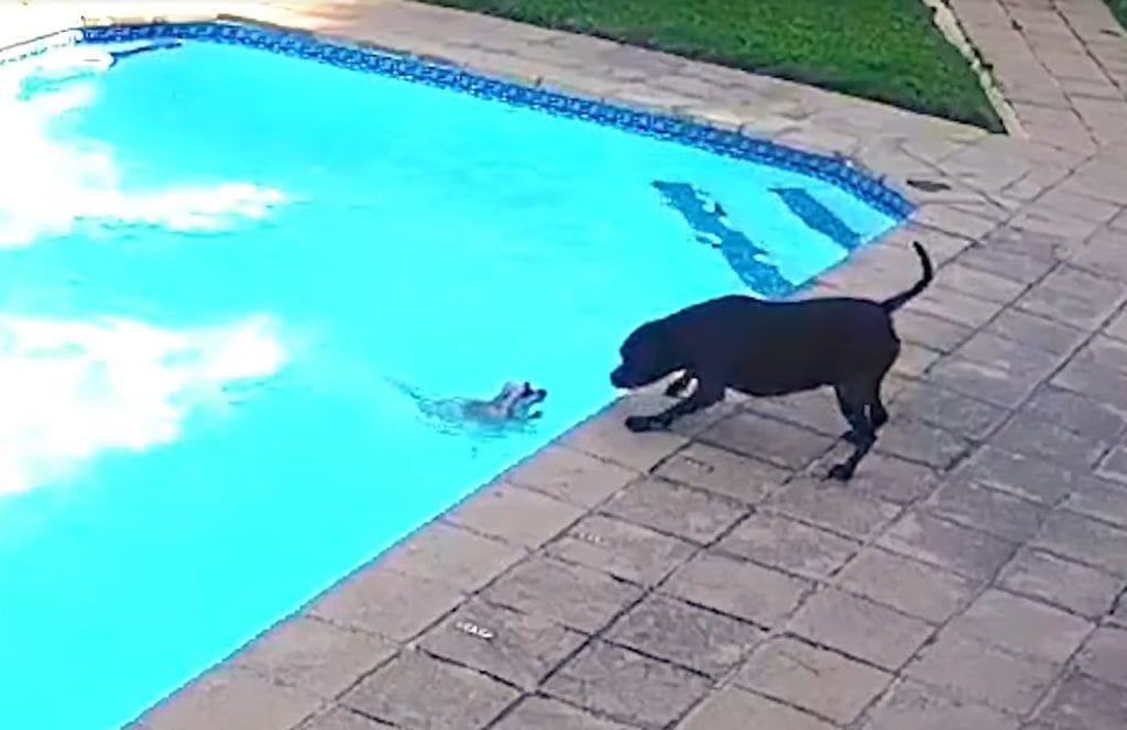 Dog rescues other dog in pool after treading water for 34 minutes