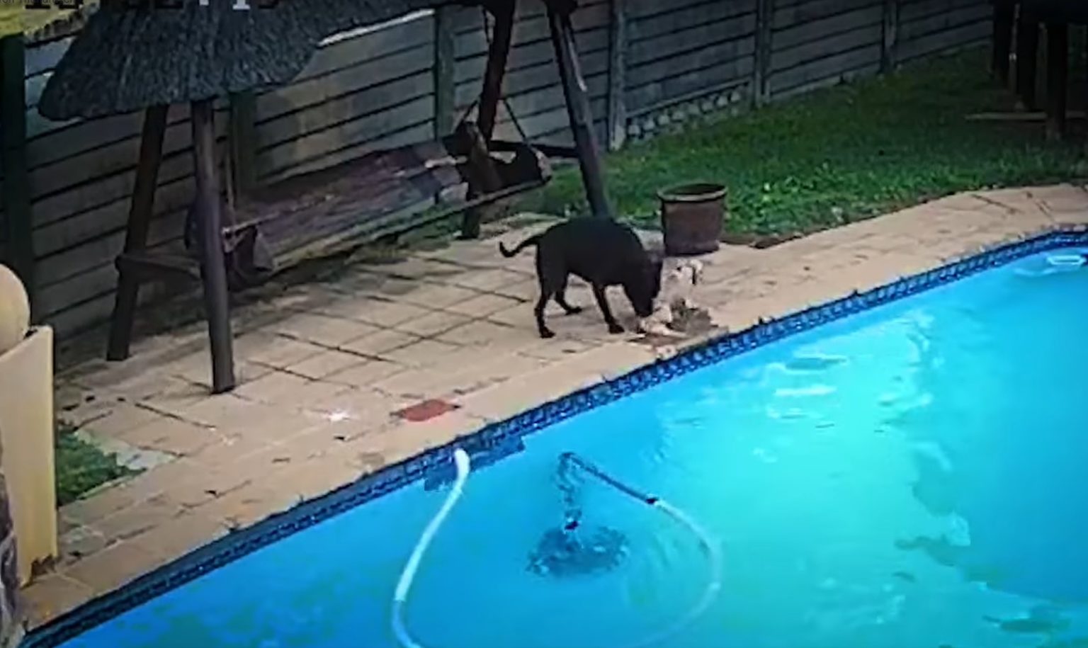 Dog rescues other dog in pool after treading water for 34 minutes