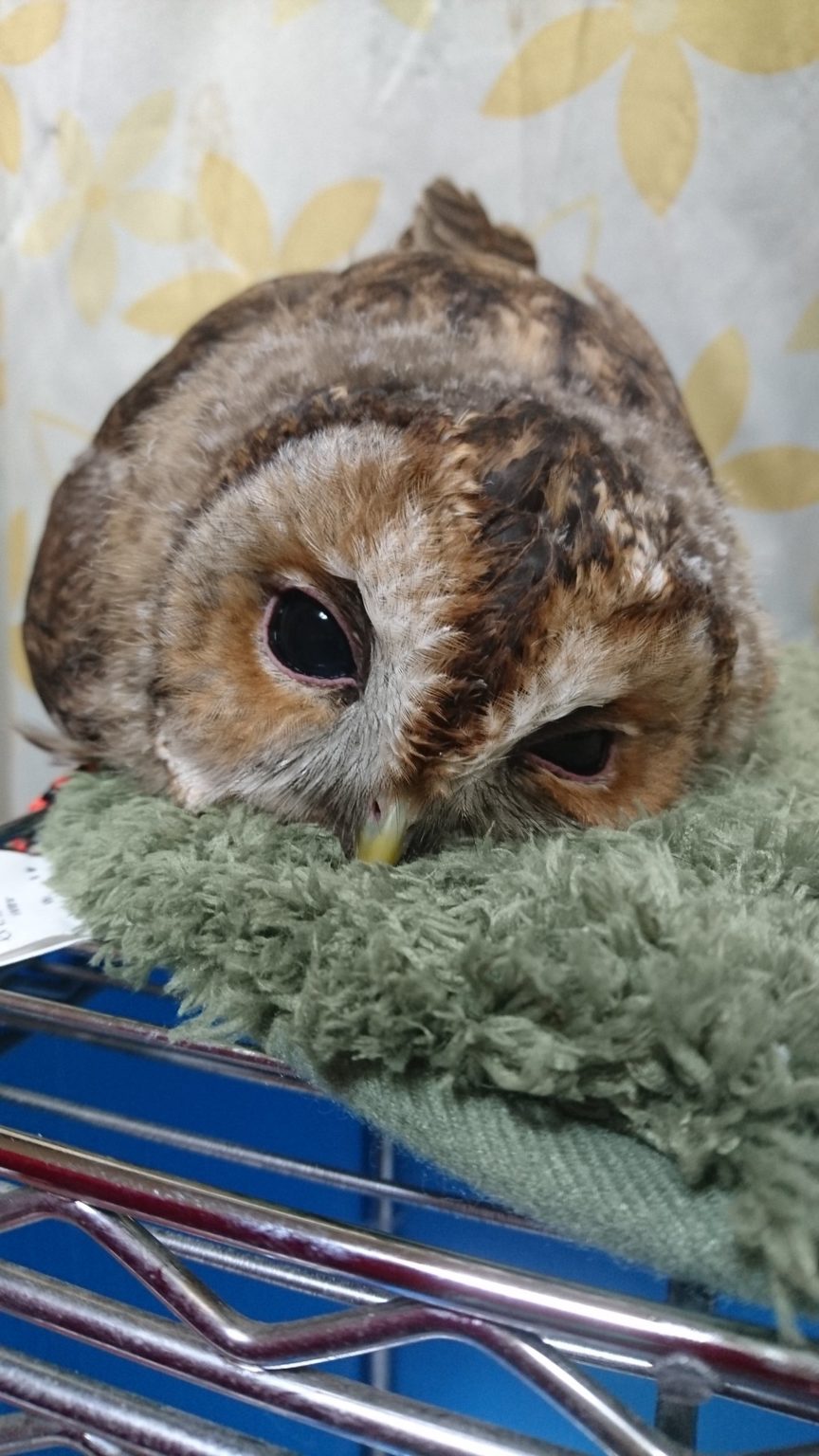 Baby owls sleep face-down and the photos are hilarious