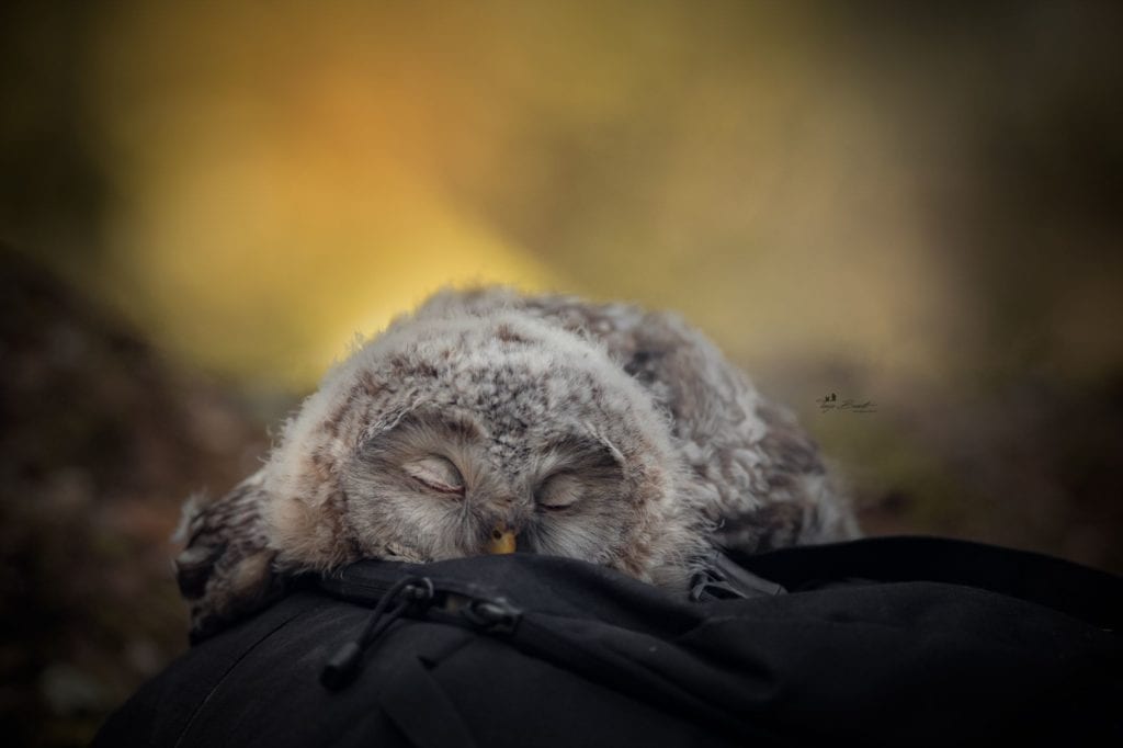 Some owls sleep face down and people are losing their minds over it