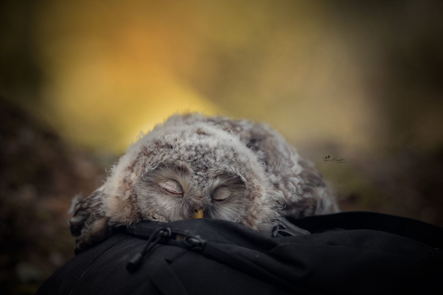 Some owls sleep face down and people are losing their minds over it