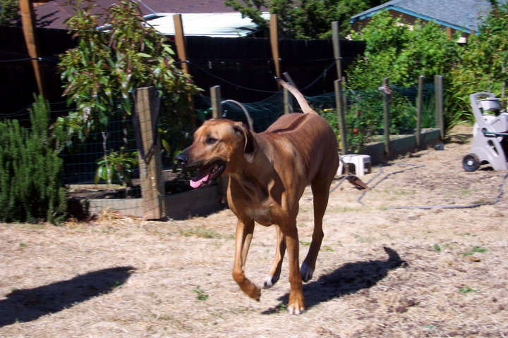 America’s 50 top dog breeds ranked and why we love them