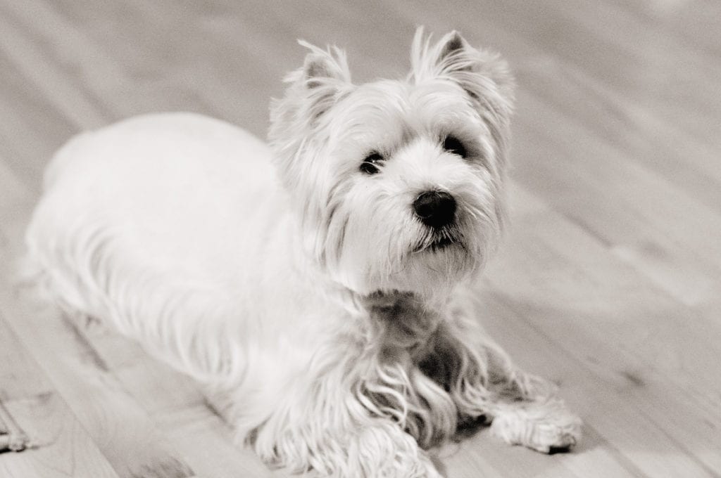 America’s 50 top dog breeds ranked and why we love them