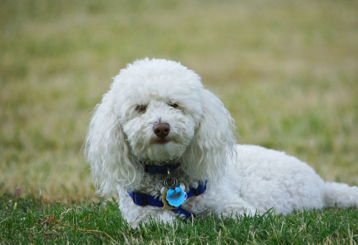 America’s 50 top dog breeds ranked and why we love them