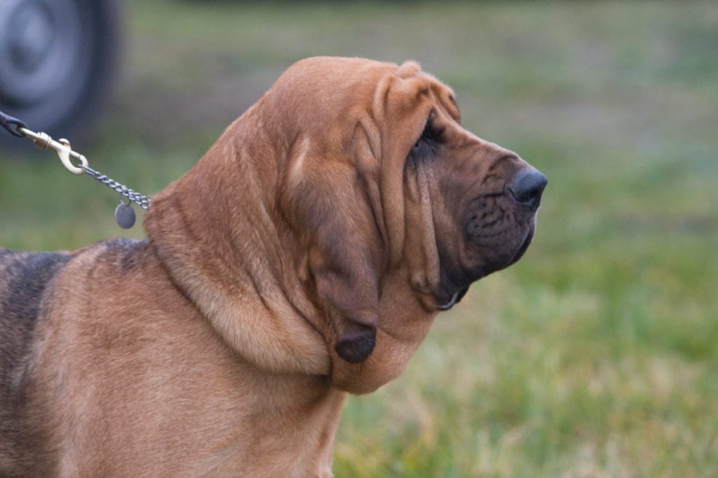 America’s 50 top dog breeds ranked and why we love them