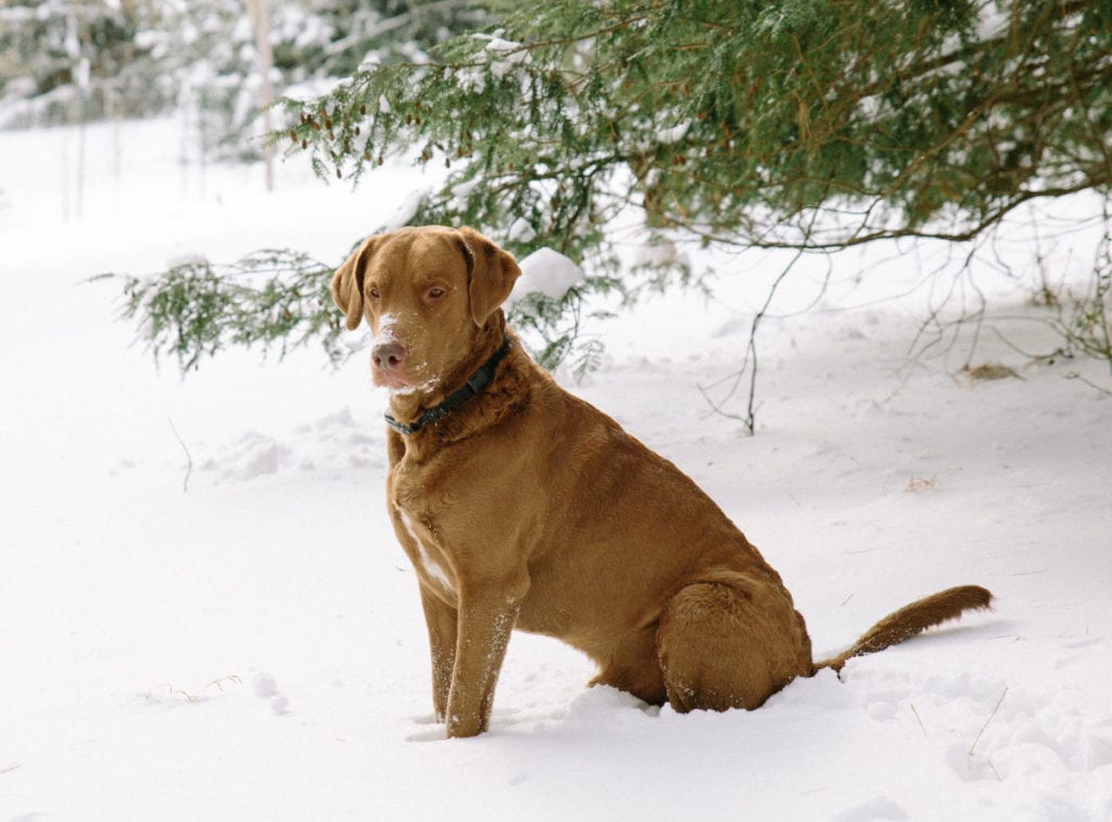 America’s 50 top dog breeds ranked and why we love them