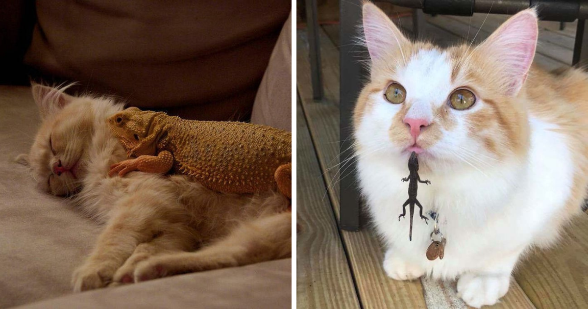 40 times cats met lizards and it's too cute to handle