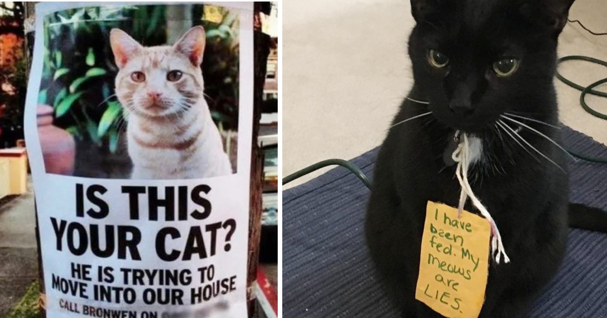 40 times cats misbehaved so much their owners had to put up a warning sign