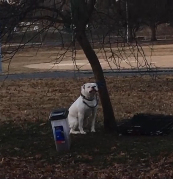 Dog found tied and abandoned to tree in the cold with note and all of ...