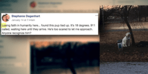 Dog found tied and abandoned to tree in the cold with note and all of ...