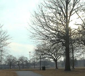 Dog found tied and abandoned to tree in the cold with note and all of ...