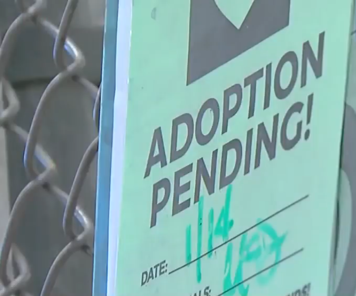 Dog found tied and abandoned to tree in the cold with note and all of ...