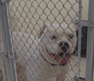 Dog found tied and abandoned to tree in the cold with note and all of ...